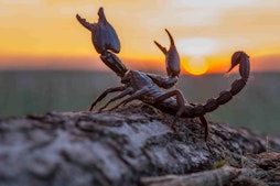 thehiveexperience.rocks » Scorpio season: historias que si fueran un ...